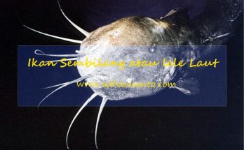 Cara Mengawetkan Ikan Secara Alami dan Modern